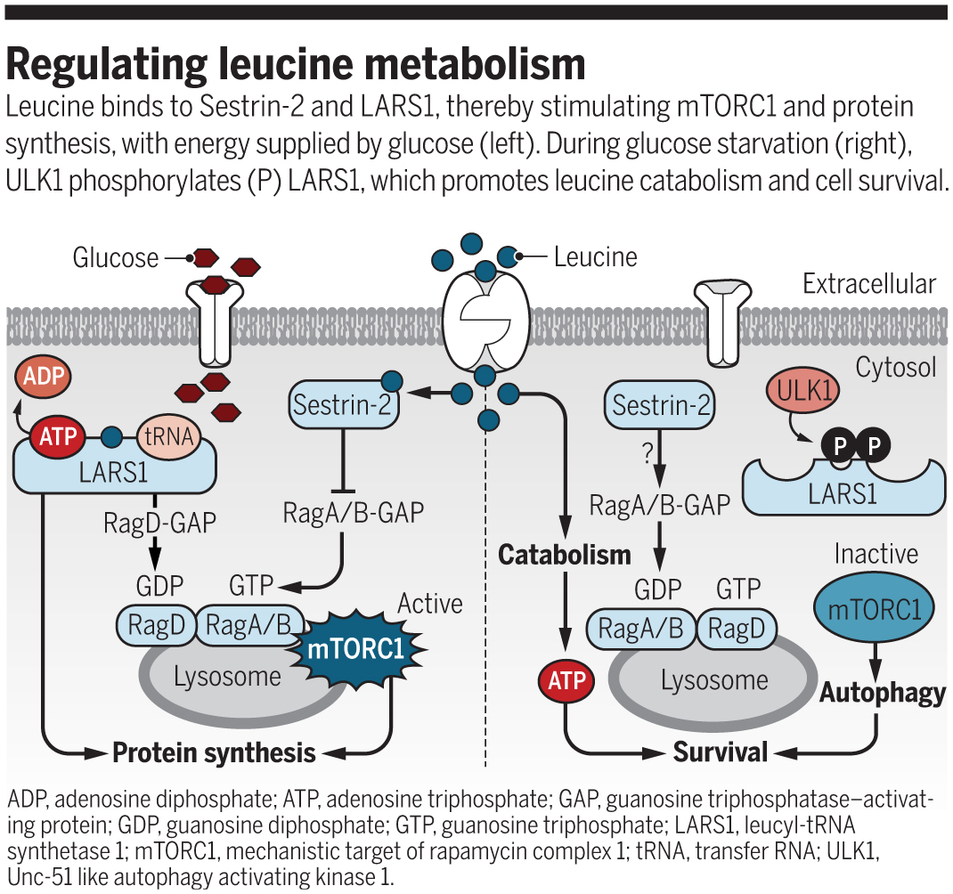 A sugary input to leucine sensing | Biocon